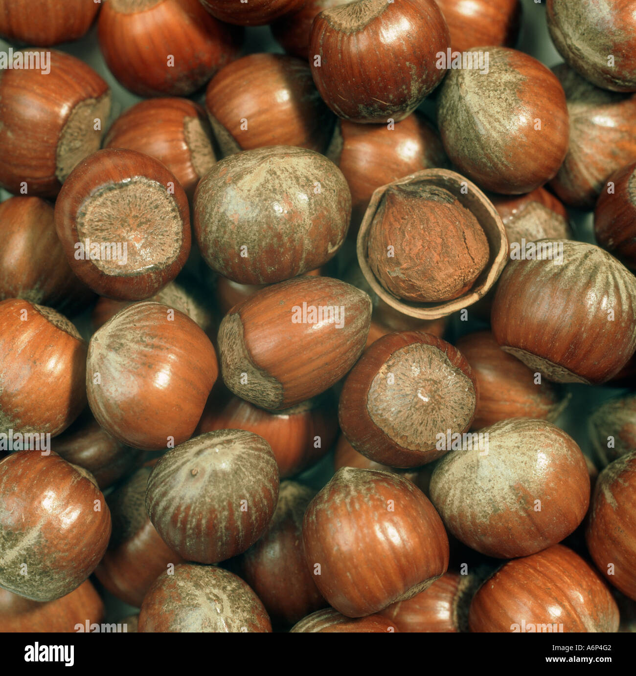 Hazel nut in their shells with one shell opened to show the nut Stock ...