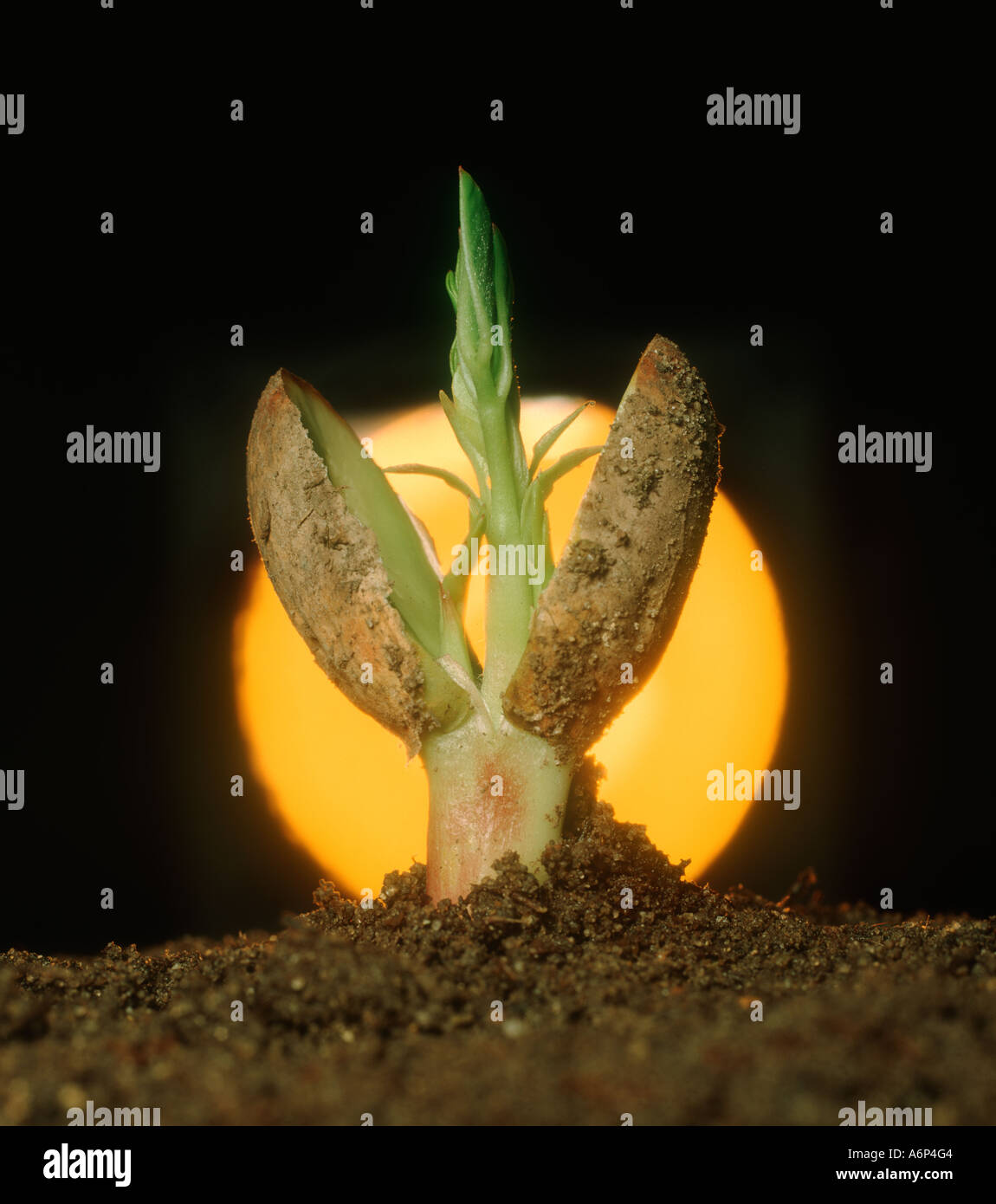 Germinating peanut seedling with circular sun shape behind Stock Photo ...