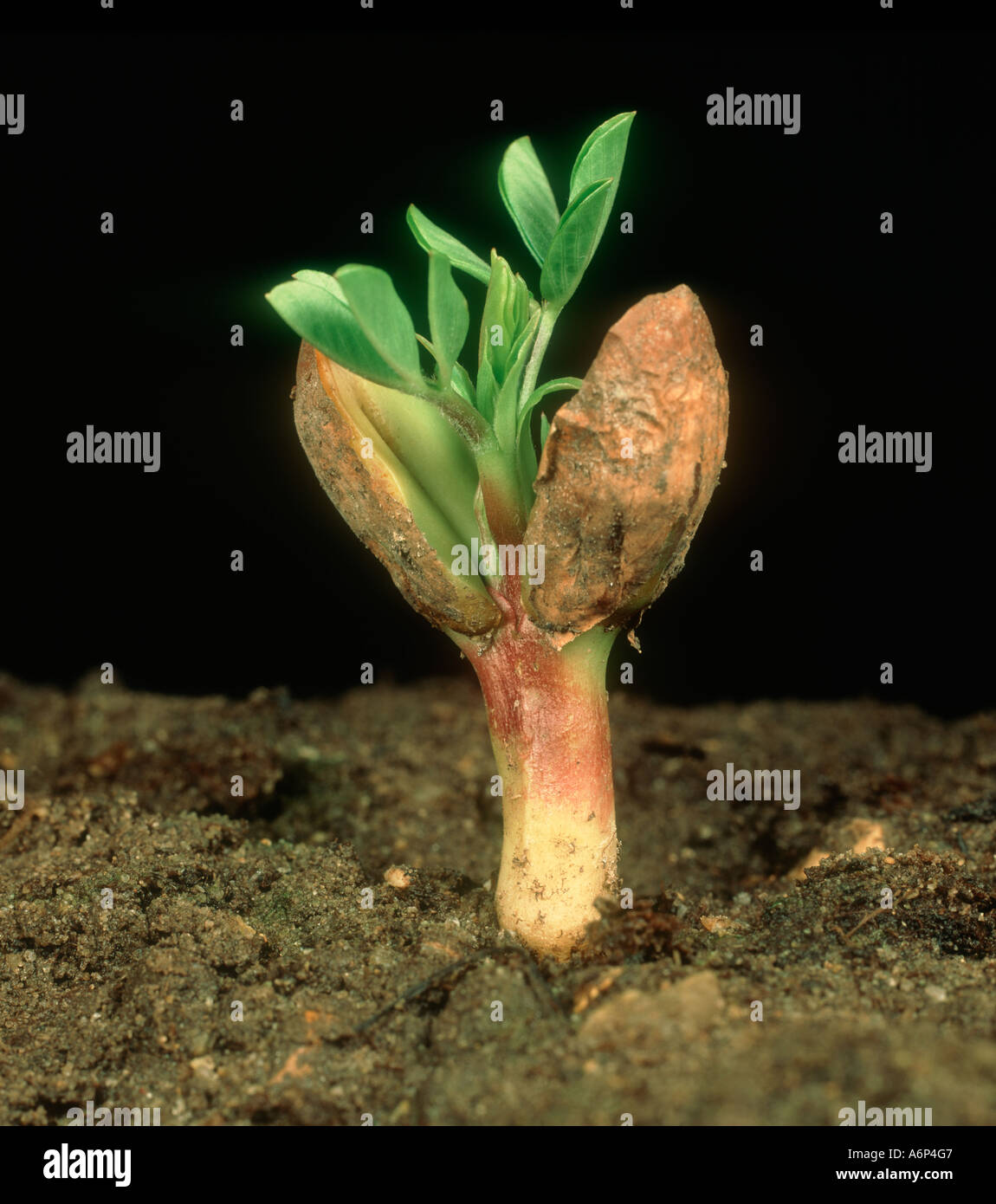 Peanut Arachis hypogea germinating seedling with first leaves Stock ...