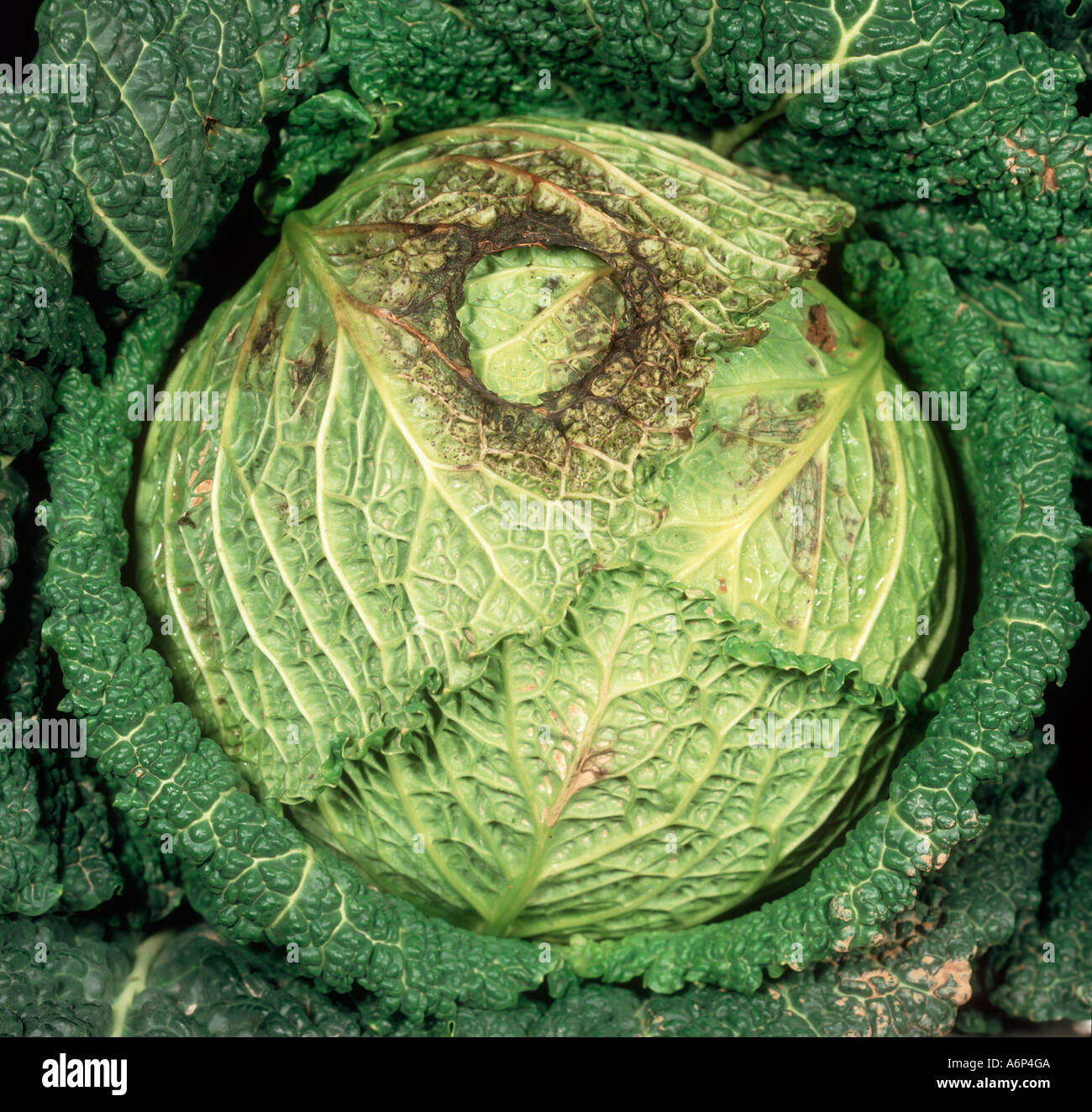 Frost damage to savoy cabbage head Stock Photo - Alamy