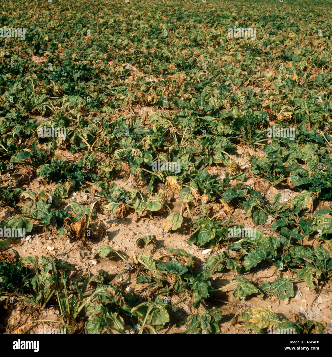 Sugar beet crop damaged by boron deficiency dead heart Stock Photo - Alamy
