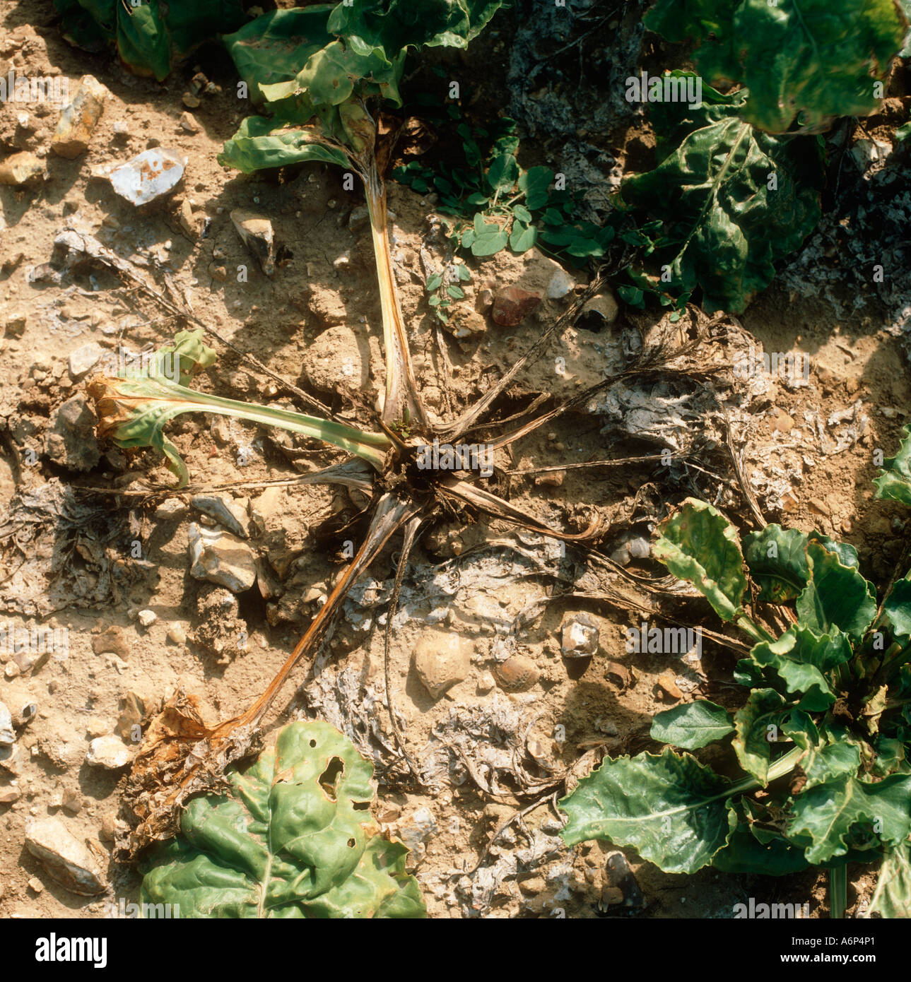 Boron Deficiency In Plants