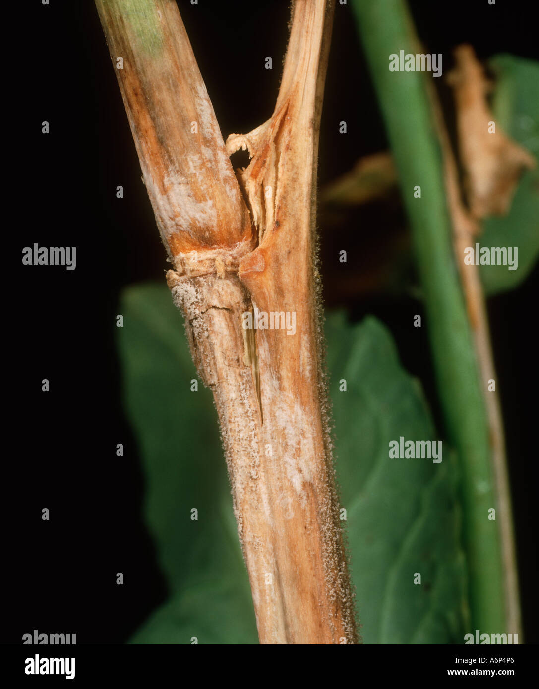 Grey mould Botrytis cinerea lesion and mycelium on oilseed rape stem ...
