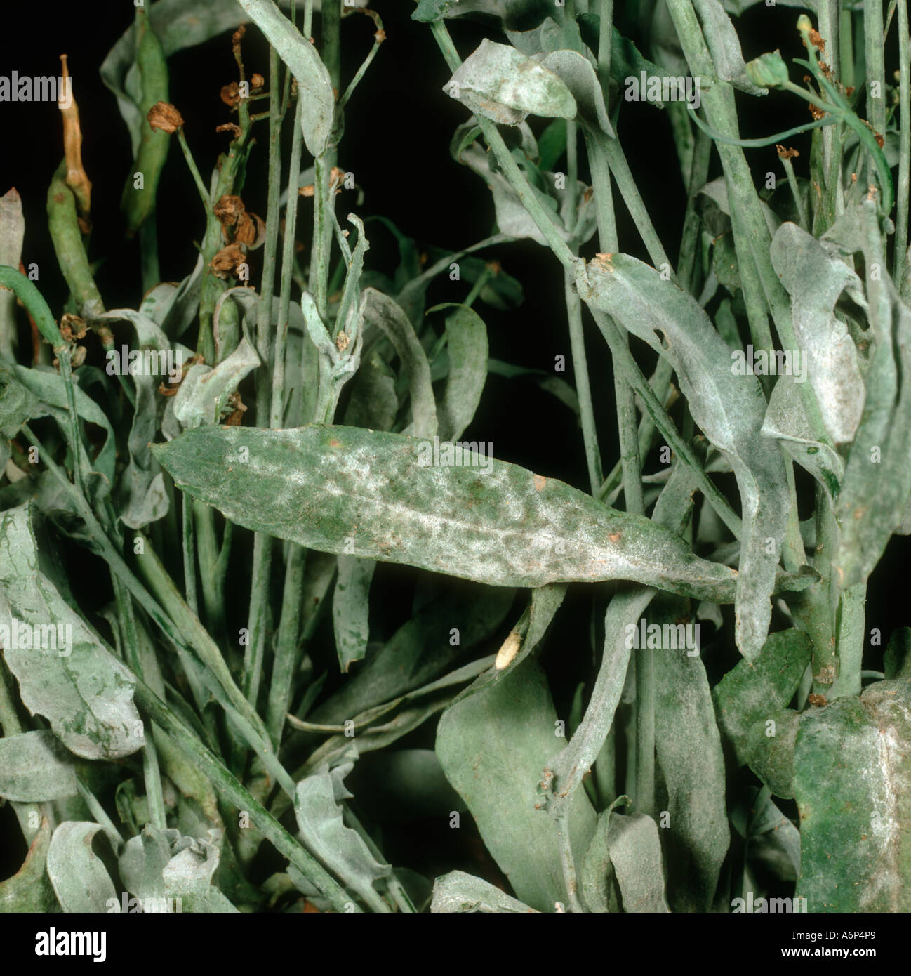 Powdery mildew Erysiphe cruciferarum mycelium on oilseed rape leaves ...