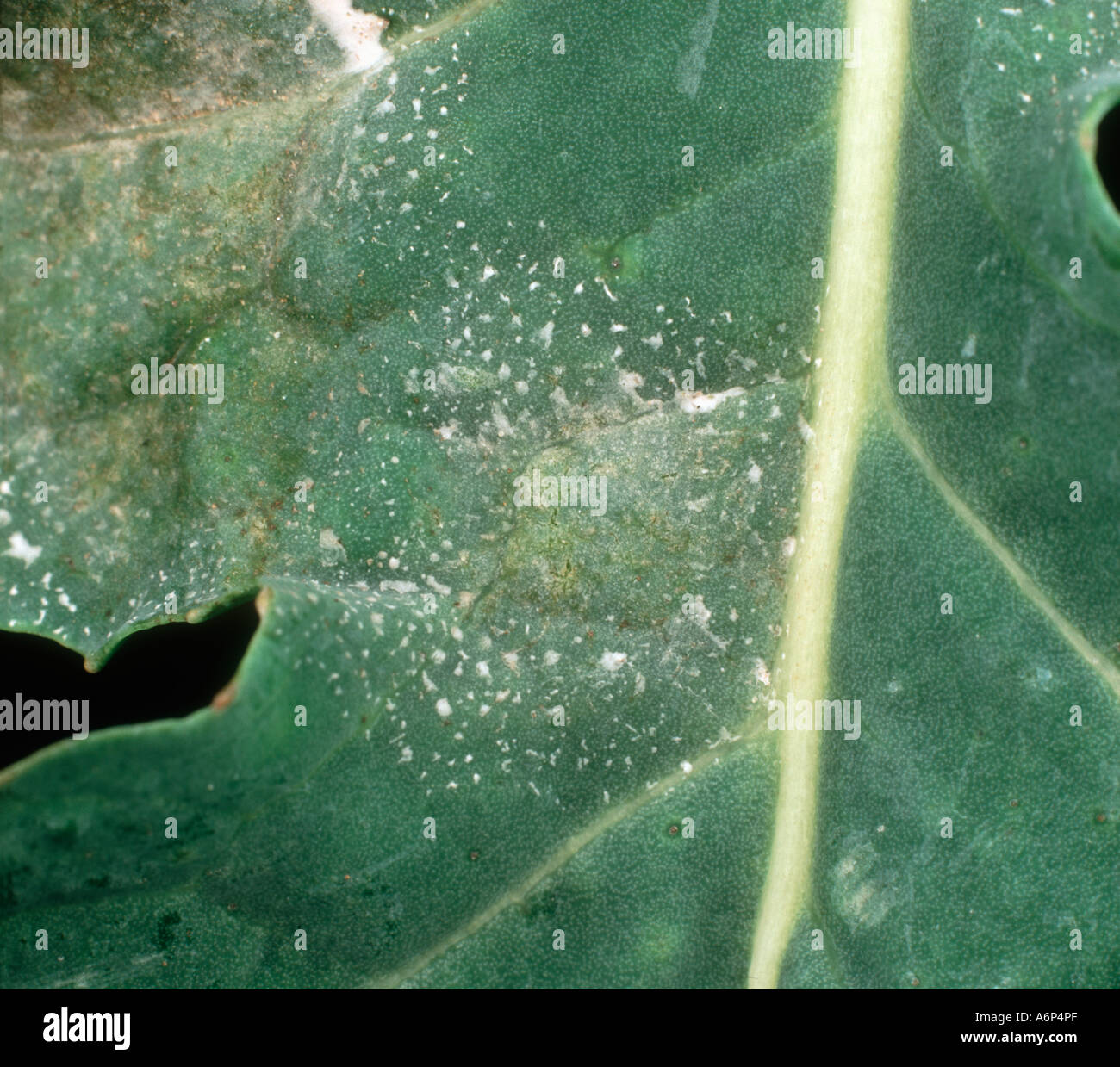Light leaf spot Pyrenopeziza brassicae lesion on oilseed rape leaf ...