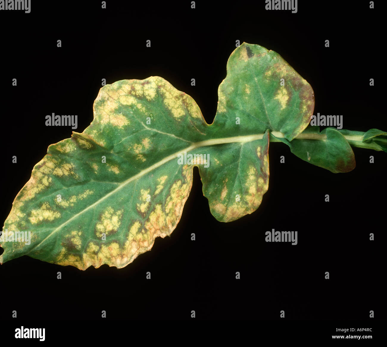 Boron deficiency symptoms in the leaf of an oilseed rape plant Stock ...