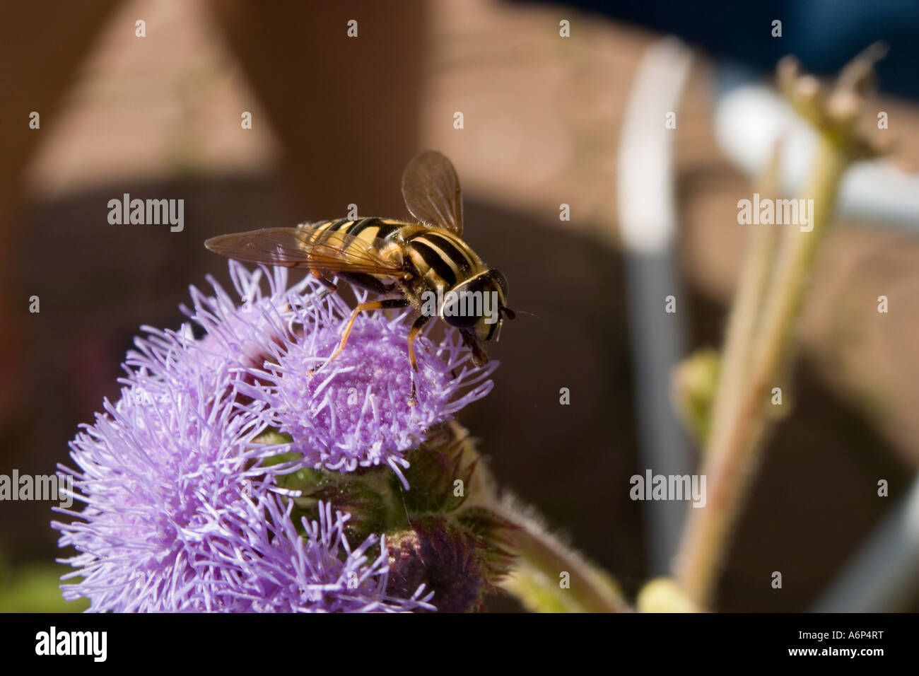 Insect on flower Stock Photo - Alamy
