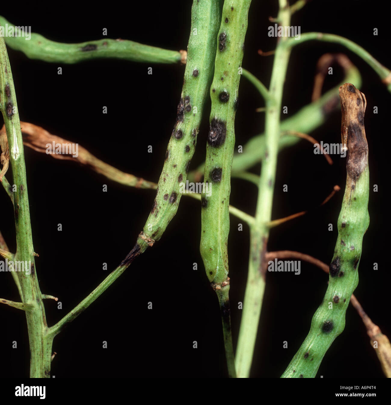 Leaf pod spot Alternaria brassicae lesions on oilseed rape seedpods ...