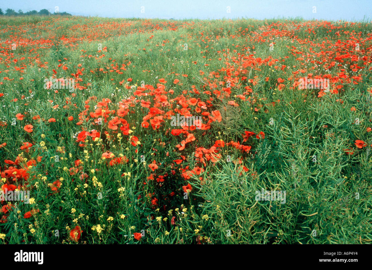 Corn poppies Papaver rhoeas flowering in a mature crop of oilseed rape ...