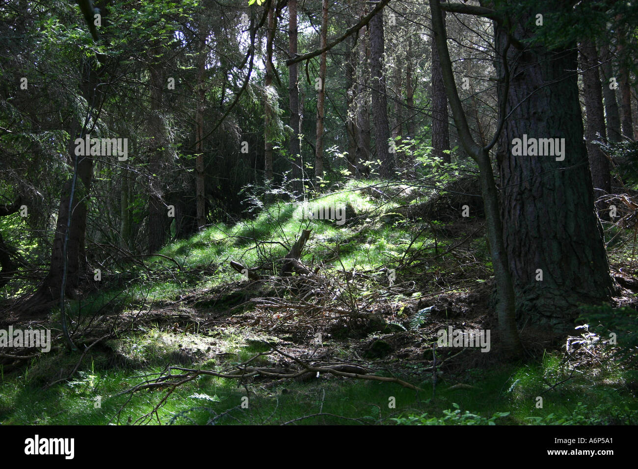 Sylvan woodland glade hi-res stock photography and images - Alamy