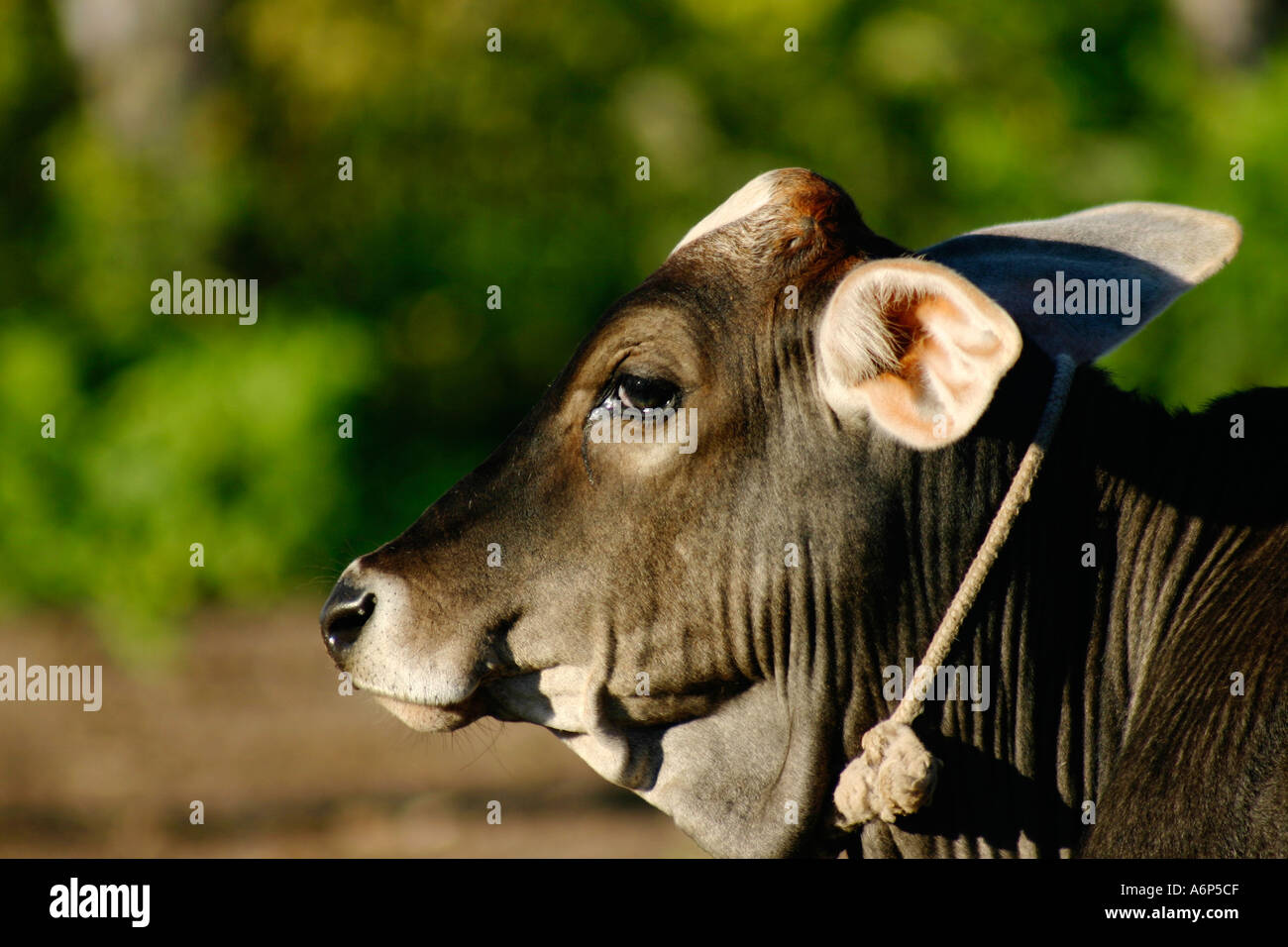 Cow in the Pantanal Brazil Stock Photo - Alamy