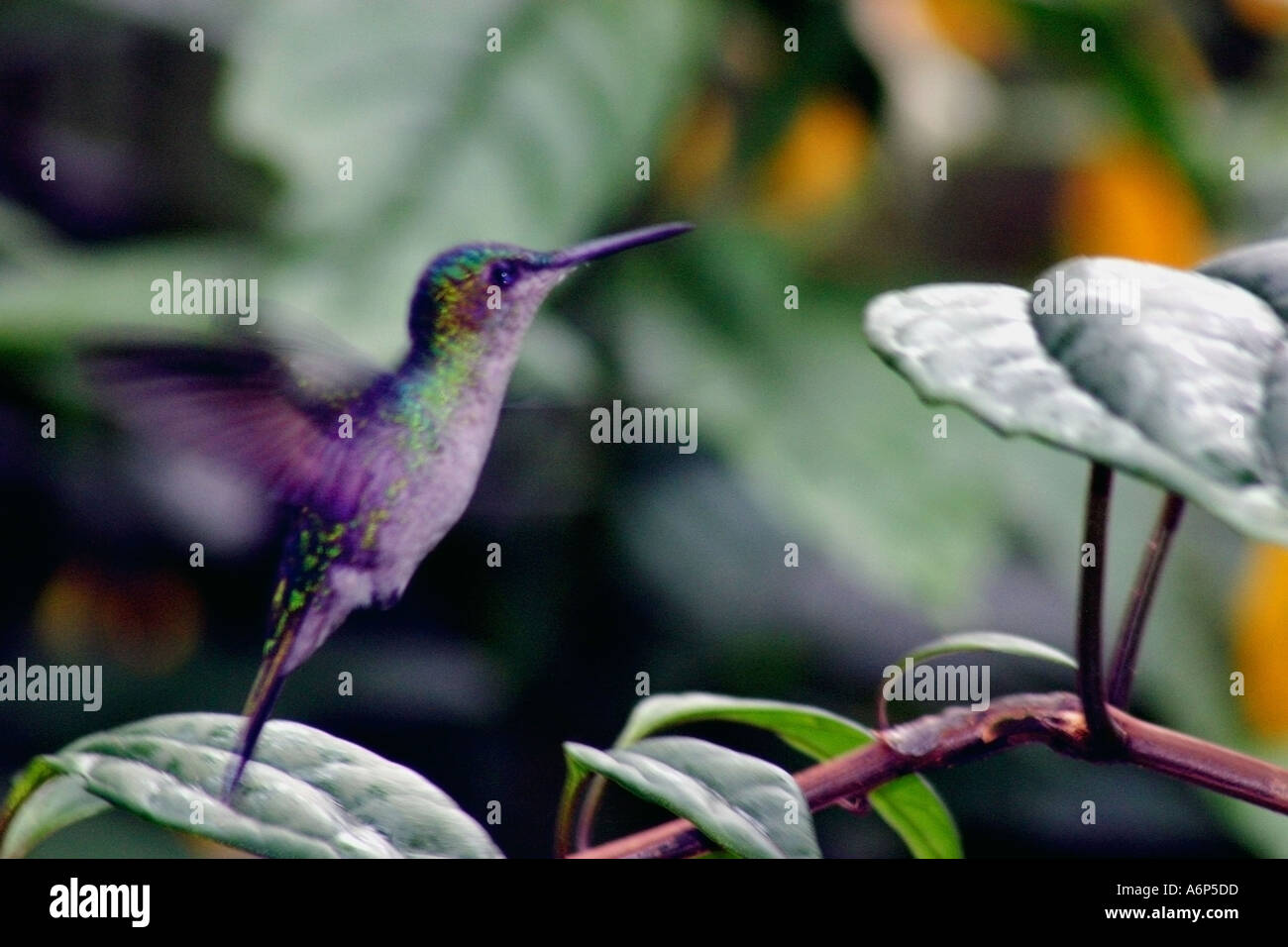 Hummingbird in flight Stock Photo - Alamy