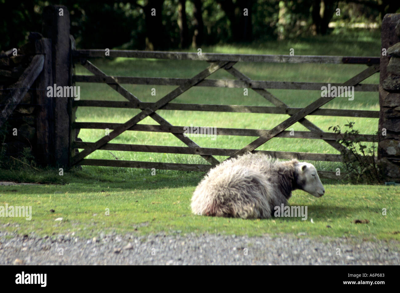 Wind Blown Sheep and Gate Stock Photo - Alamy