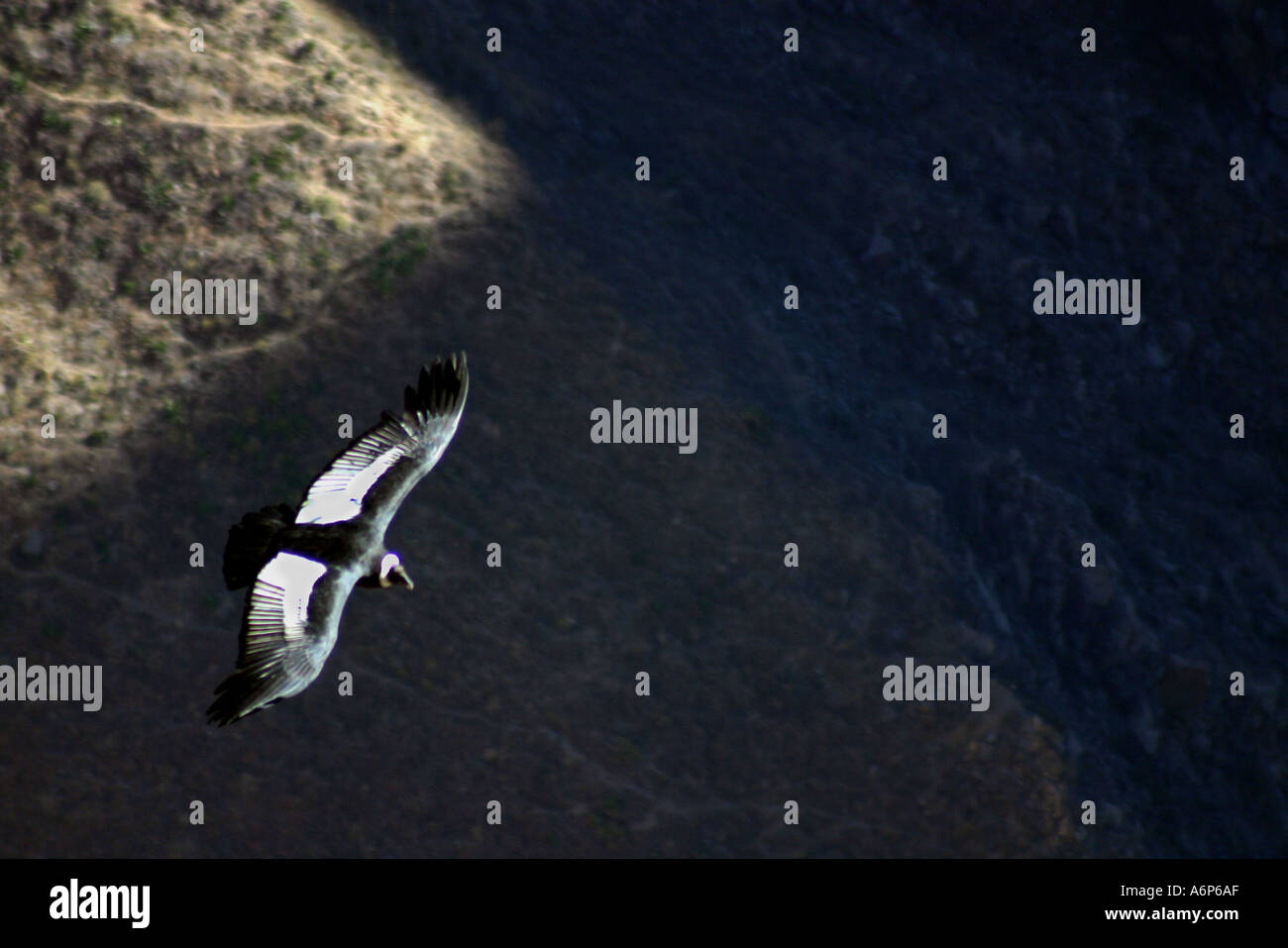 Condor in flight Stock Photo - Alamy