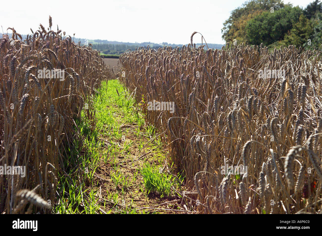 Wasted seed hi-res stock photography and images - Alamy