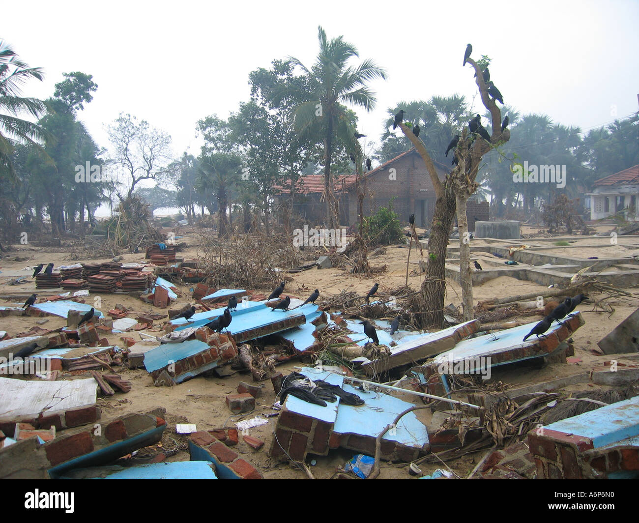 SRI LANKA JANUARY 2005 TSUNAMI Stock Photo - Alamy