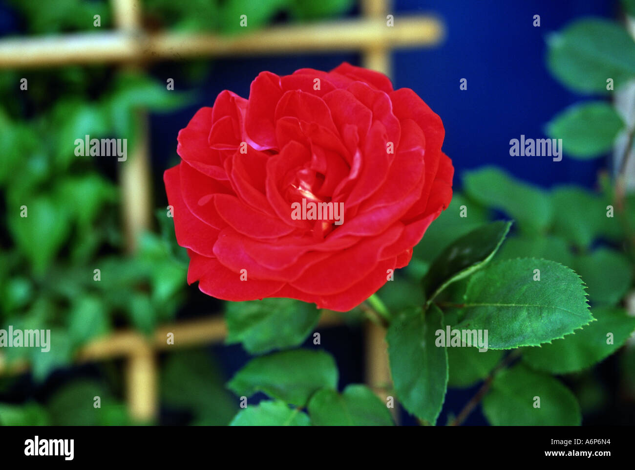 English traditional Red Rose Stock Photo - Alamy
