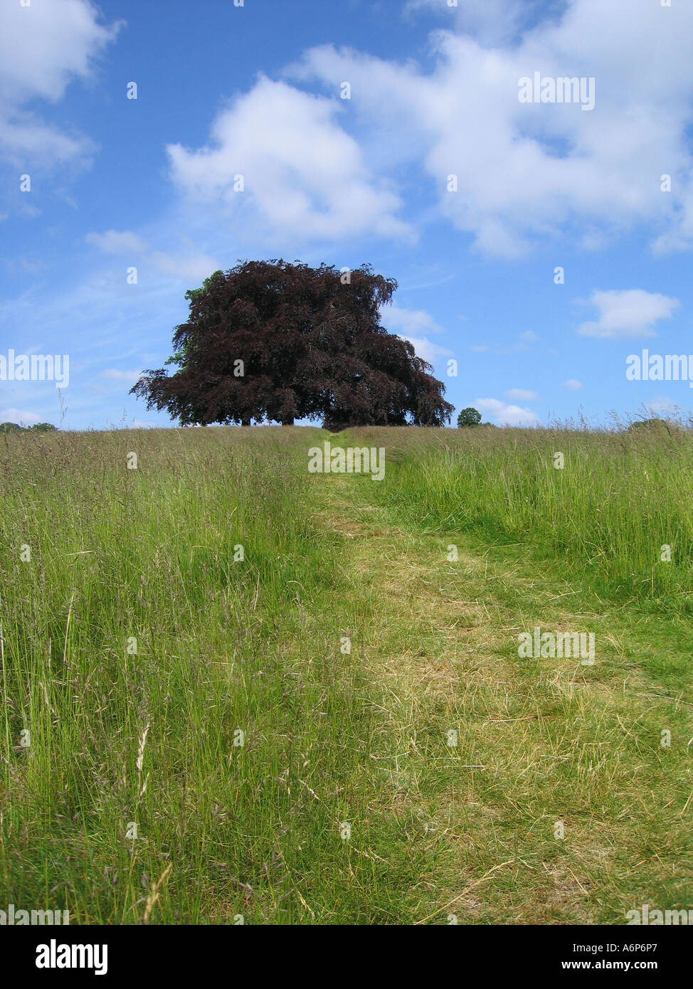 An old tree with a blue cloudfilled sky with a path leading up the hill ...