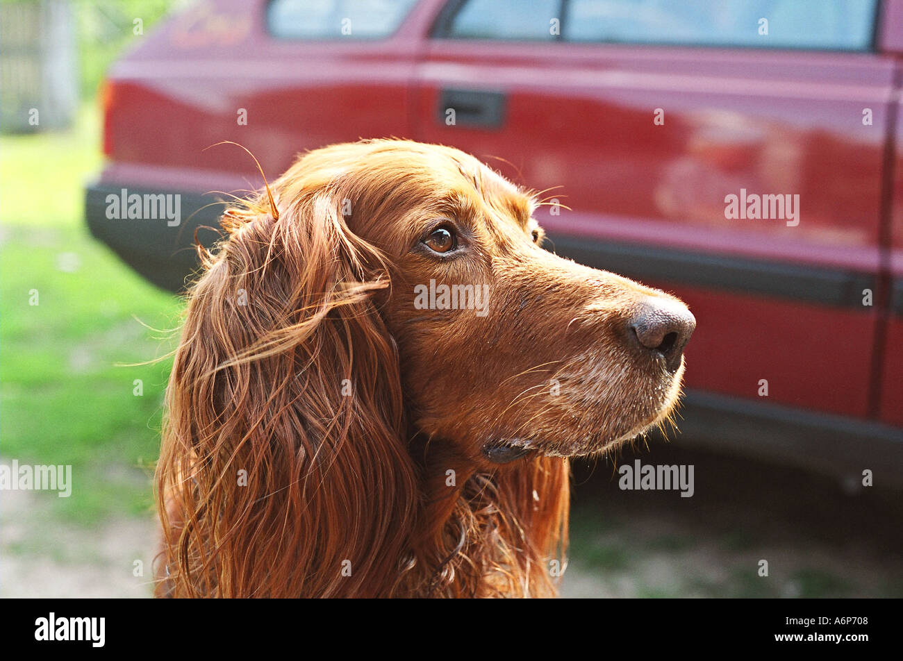 close up of muzzle of Irish setter Stock Photo - Alamy