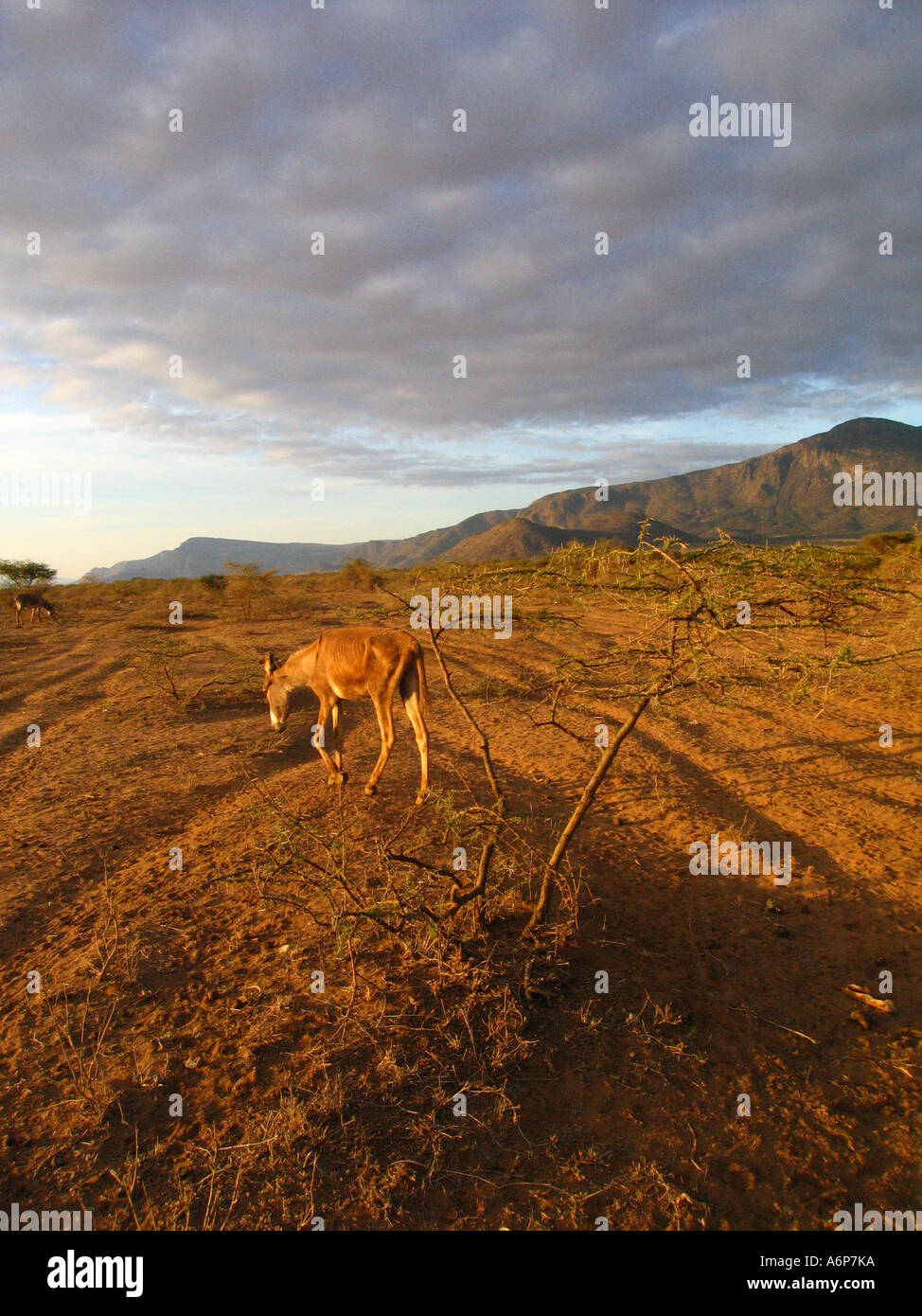 A starving donkey on the plains of malambo at sunset searching for food ...
