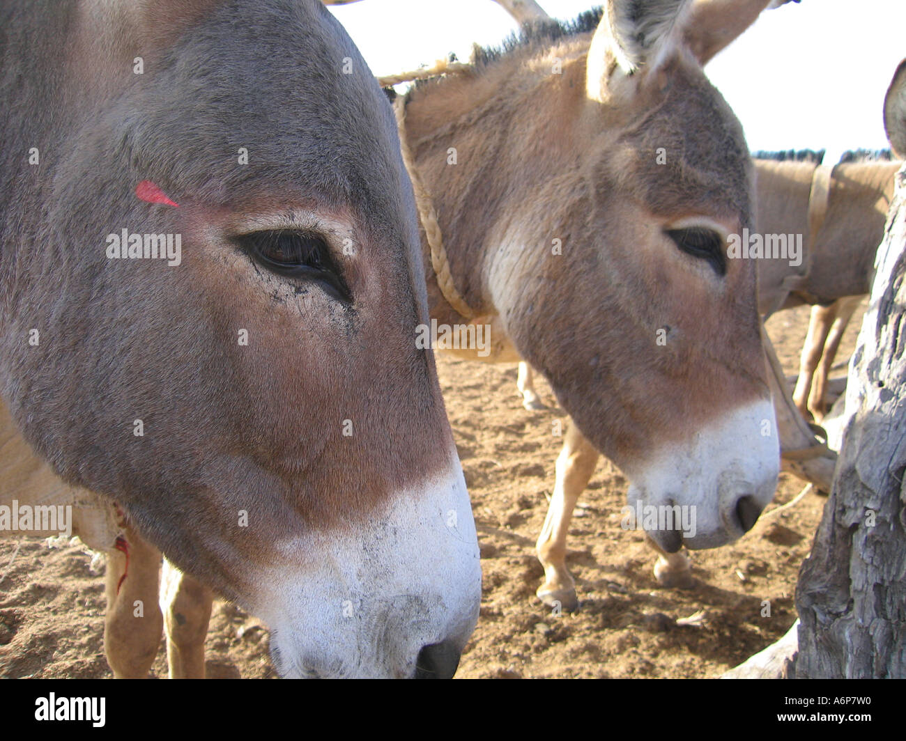 Donkeys thirsty guzzle down water Stock Photo - Alamy
