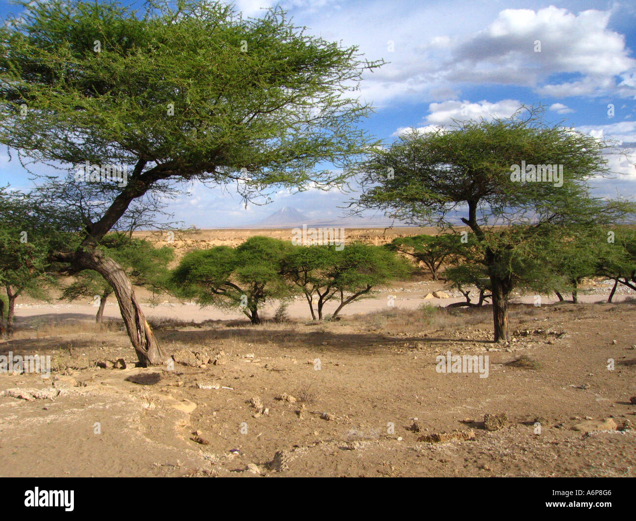 Malambo district in the Ngorongoro Crater of Tanzania. Drought ...