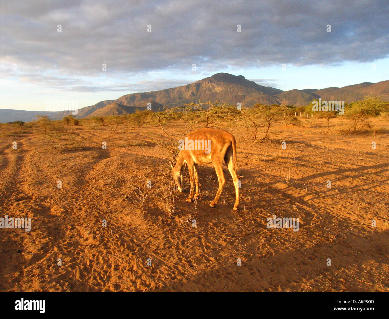 Malambo district in the Ngorongoro Crater of Tanzania, Africa. Starving ...