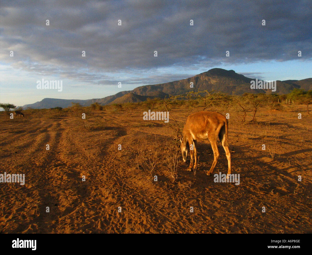 Malambo district in the Ngorongoro Crater of Tanzania, Africa. Starving ...