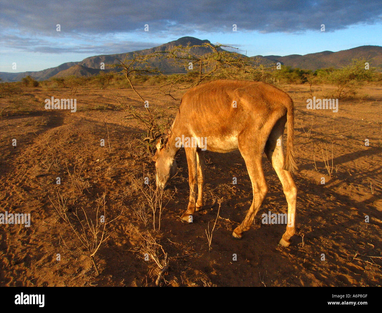Malambo district in the Ngorongoro Crater of Tanzania, Africa. Starving ...