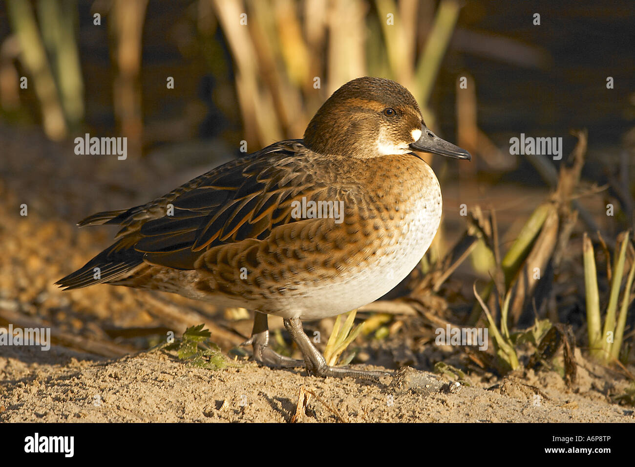 Baikal teal anas formosa hi-res stock photography and images - Alamy