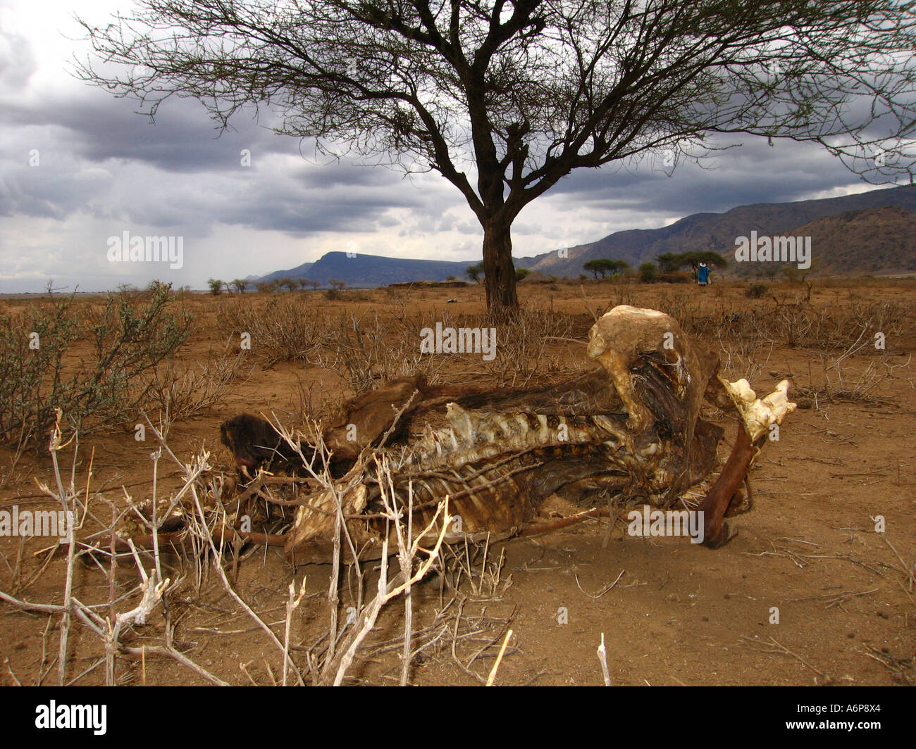 Animal carcass on the plains of malambo Stock Photo - Alamy