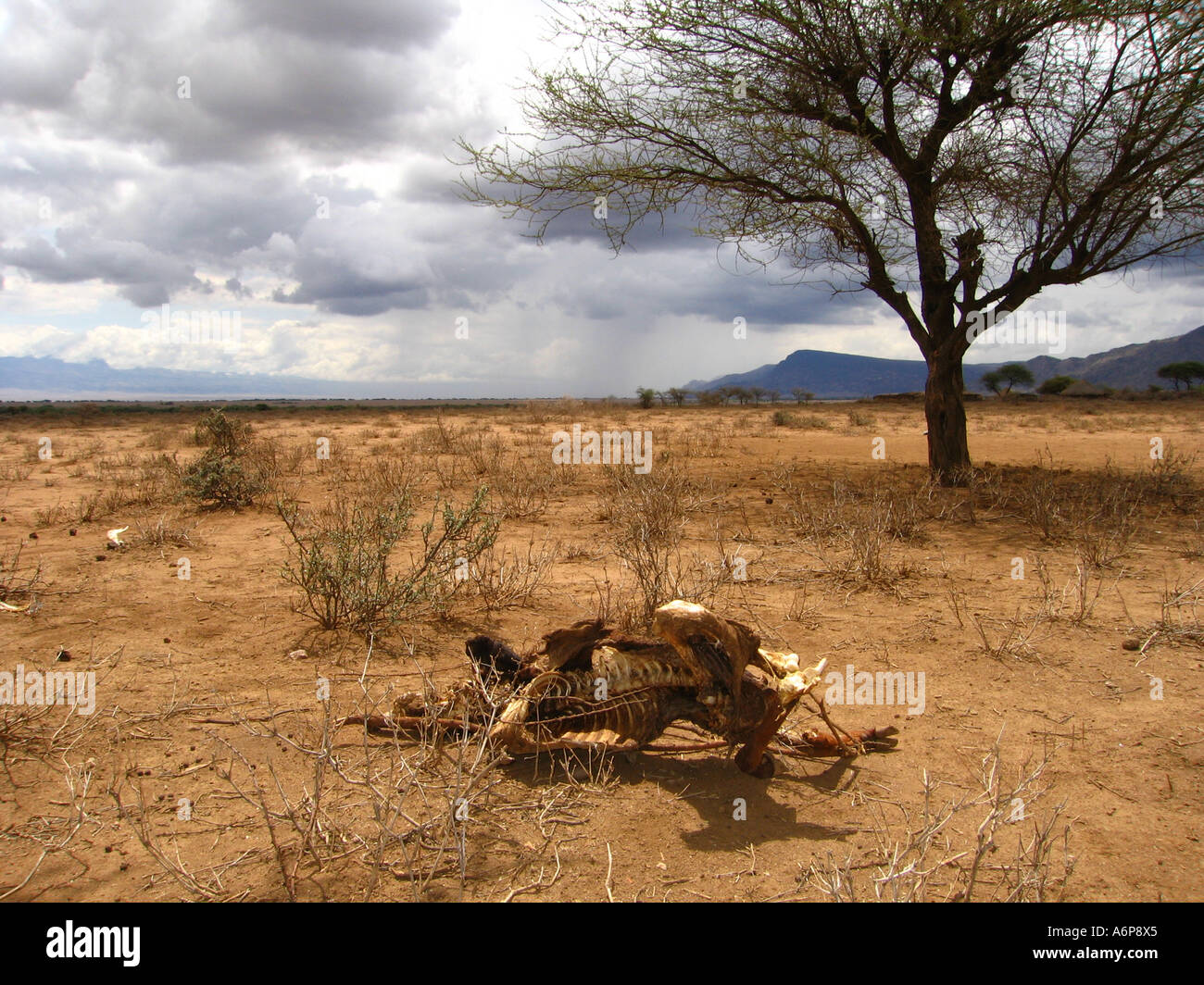 Animal carcass on the plains of malambo Stock Photo - Alamy