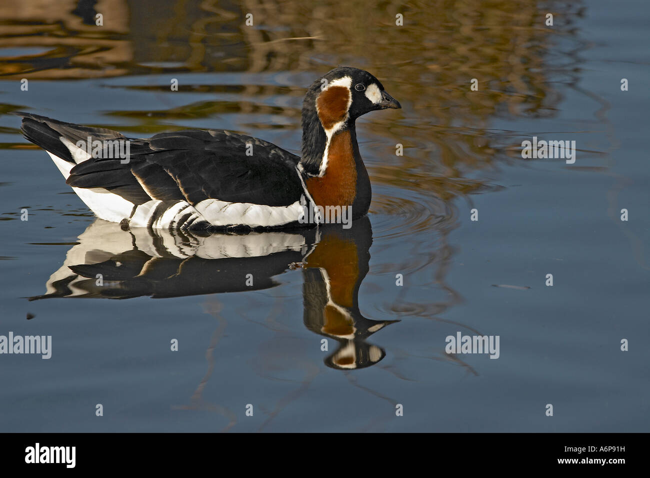 Red Breasted Goose Stock Photo - Alamy