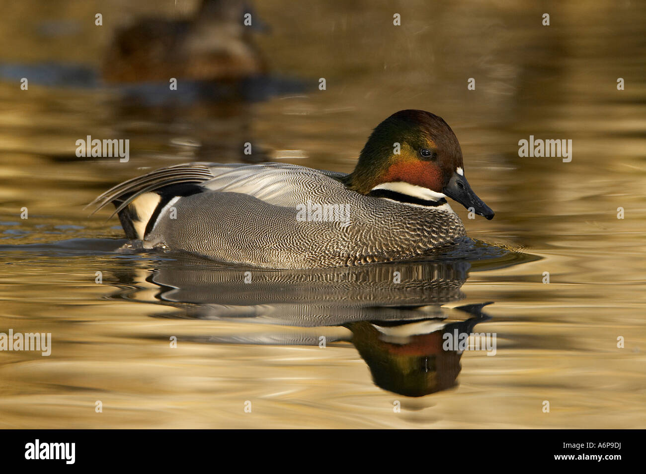 Falcated duck anas falcata hi-res stock photography and images - Alamy