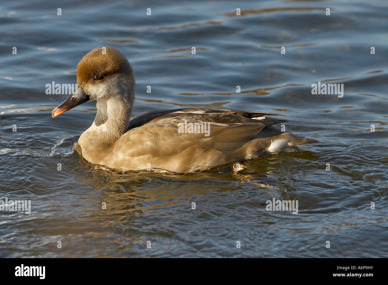 Female Red Crested Pochard Stock Photo - Alamy
