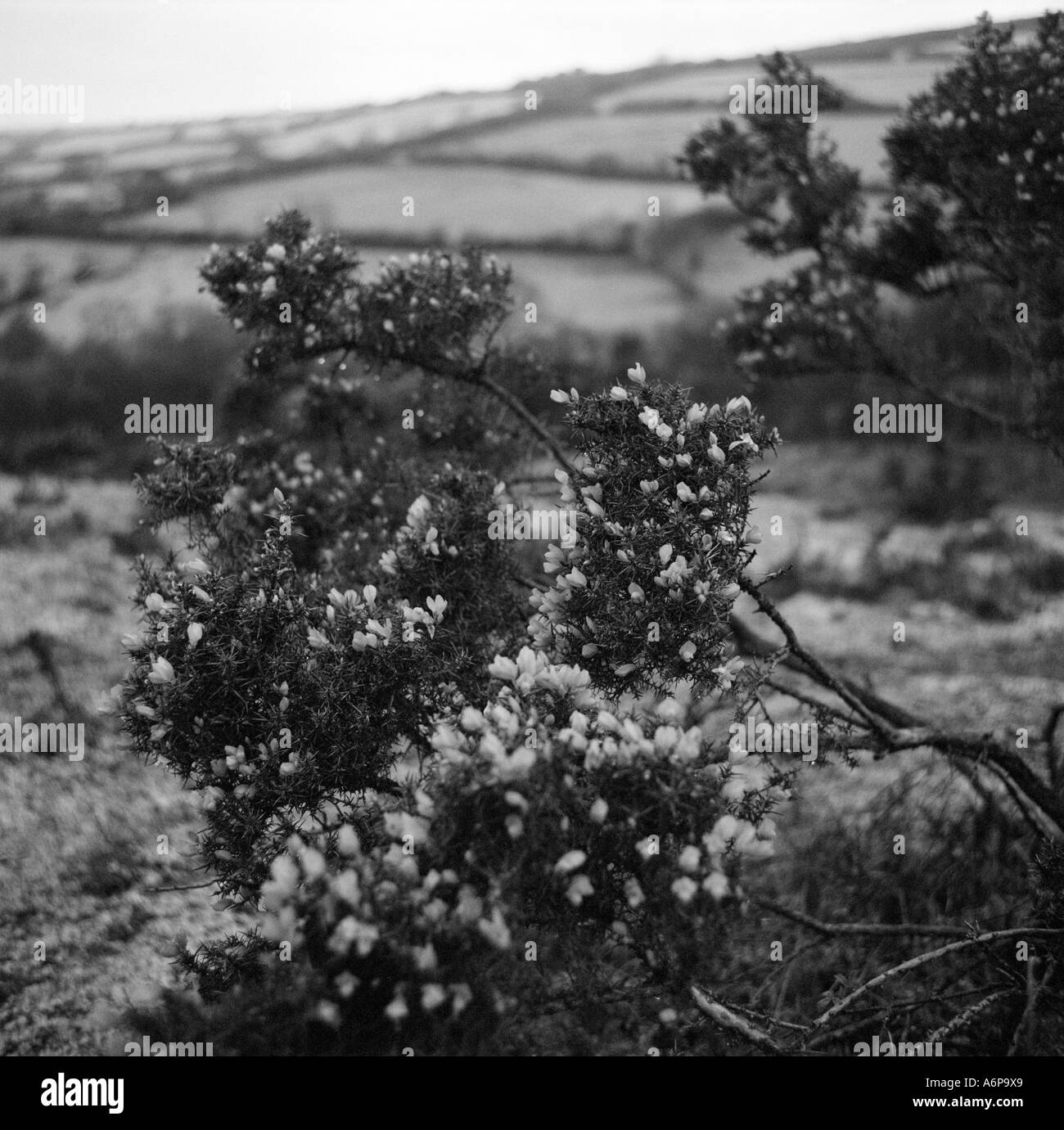 Bodmin Moor Cornwall Uk Stock Photo - Alamy