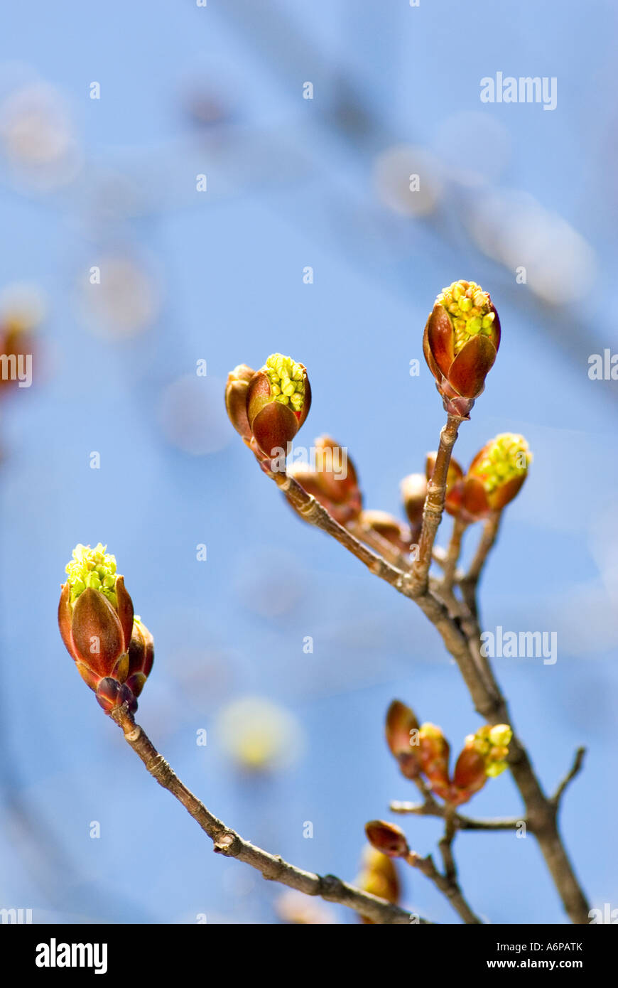 buds of a unknown maple tree in April Stock Photo - Alamy