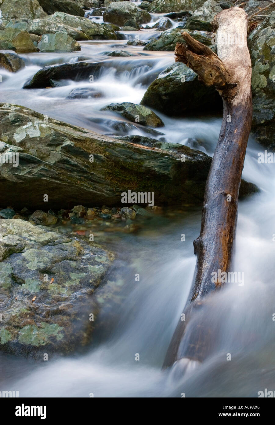 Tree in Stream Stock Photo - Alamy