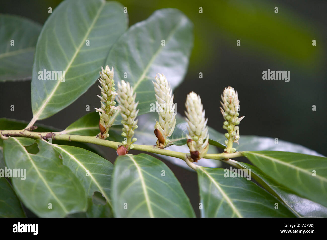 English laurel tree hi-res stock photography and images - Alamy