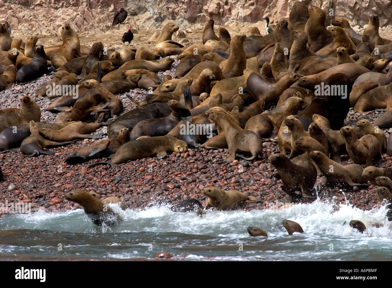 Seals with a hi-res stock photography and images - Alamy