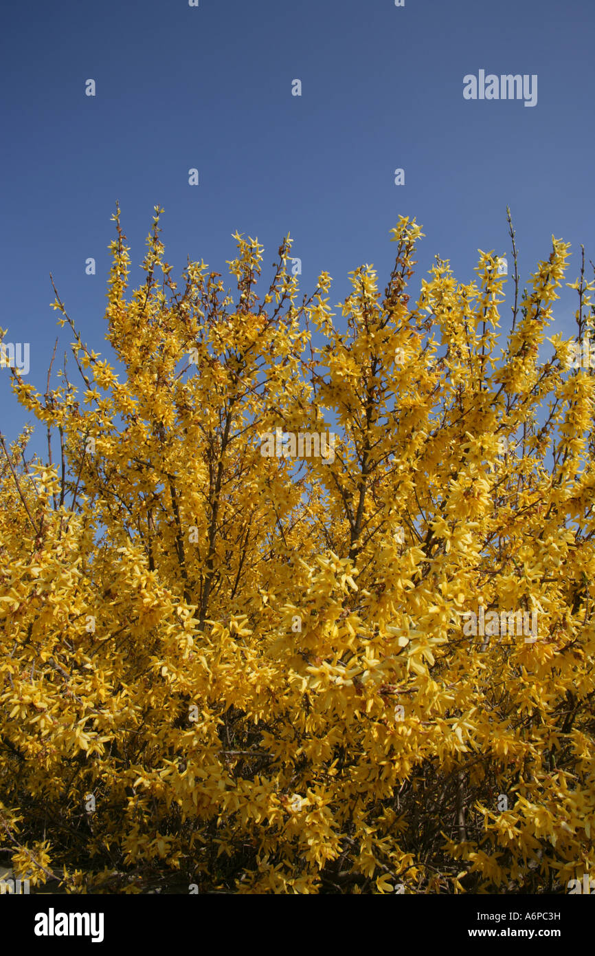 Forsythia spring flowering deciduous shrub photographed in April County ...
