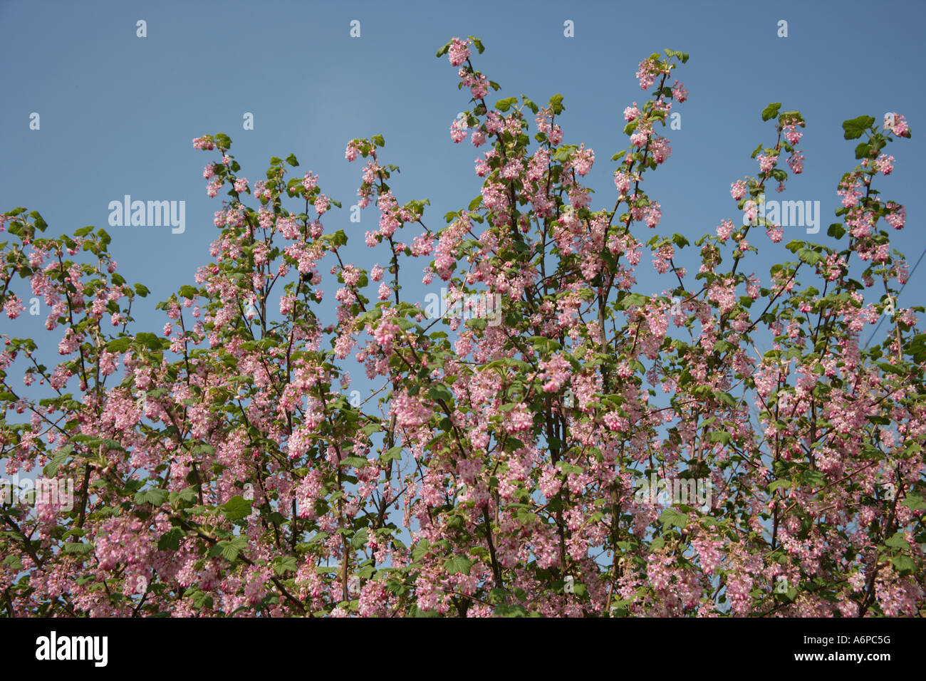 Ribes sanguineum flowering currant fully hardy deciduous shrub Stock ...