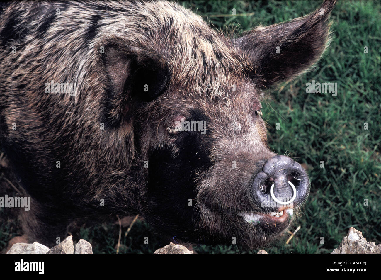 Pig nose ring hi-res stock photography and images - Alamy