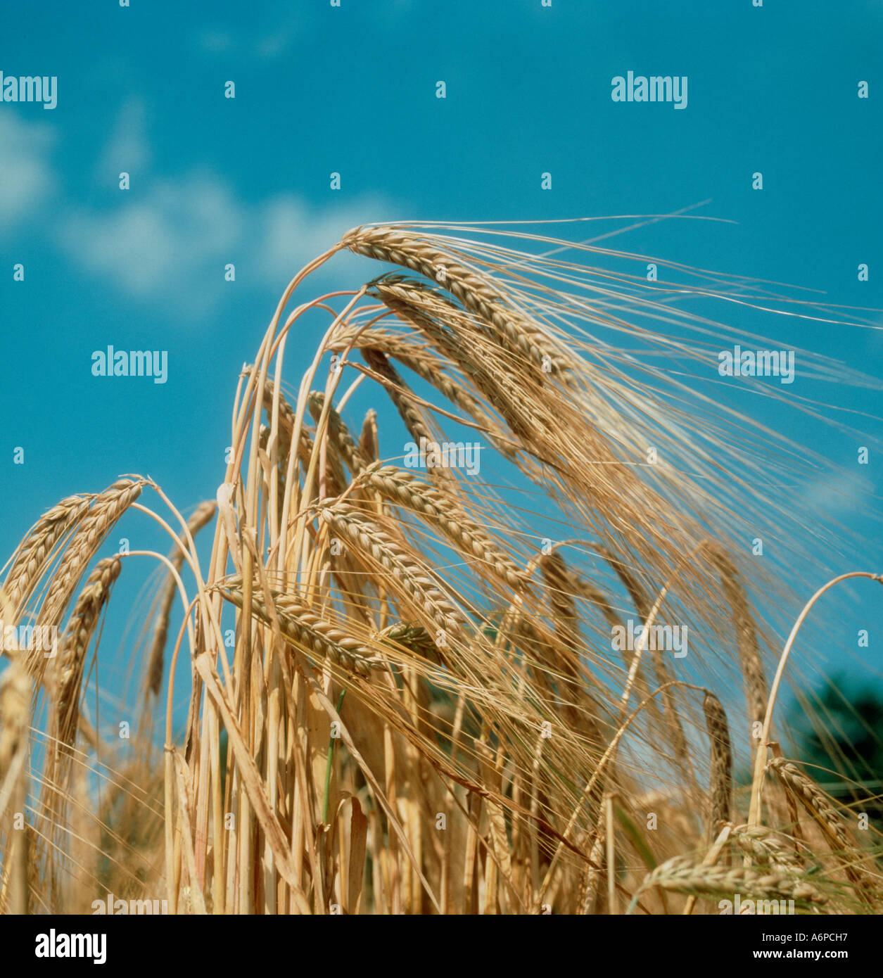 Ear of barley hi-res stock photography and images - Alamy