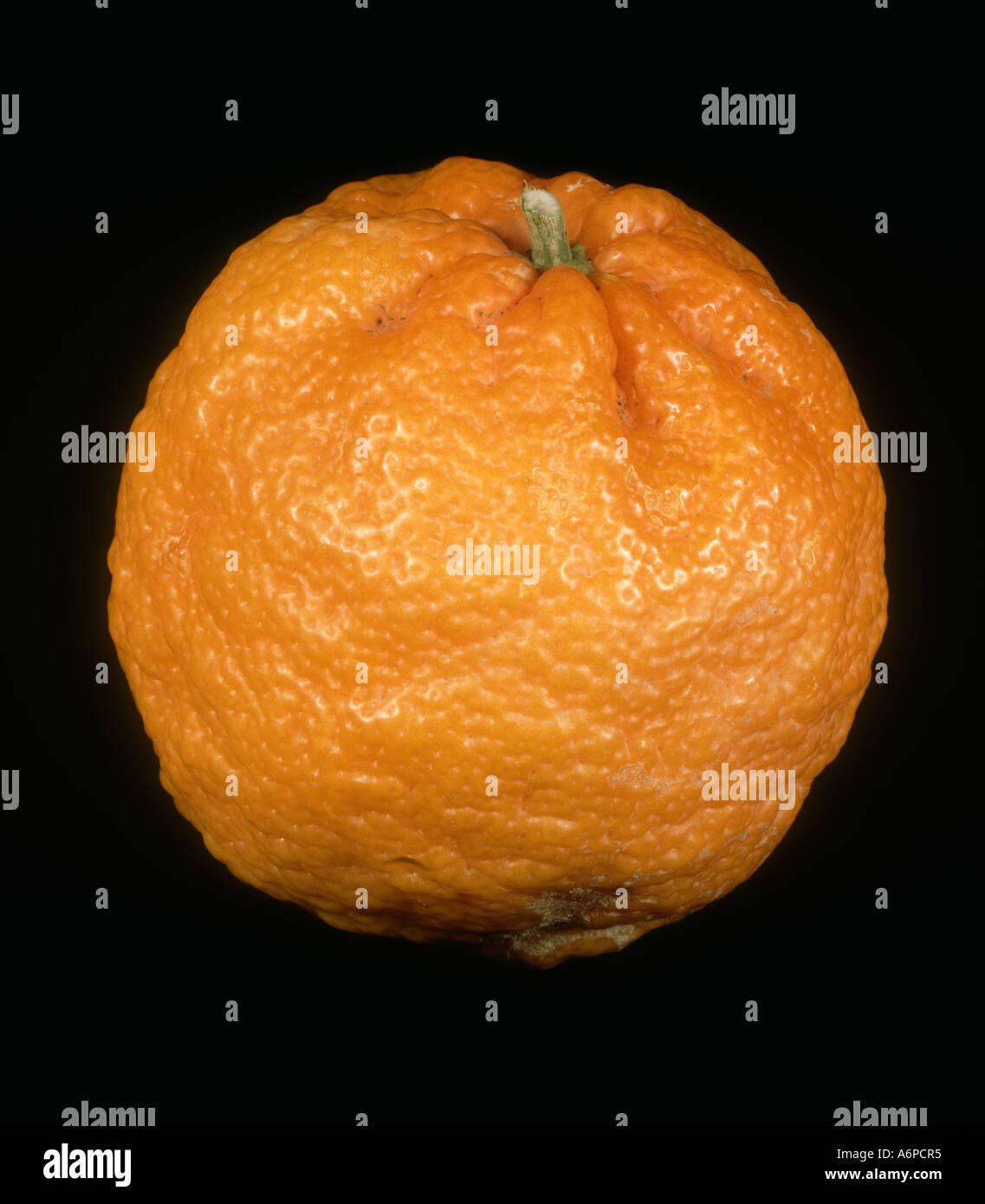 Citrus rootstock rough lemon Citrus jambhiri fruit Stock Photo - Alamy