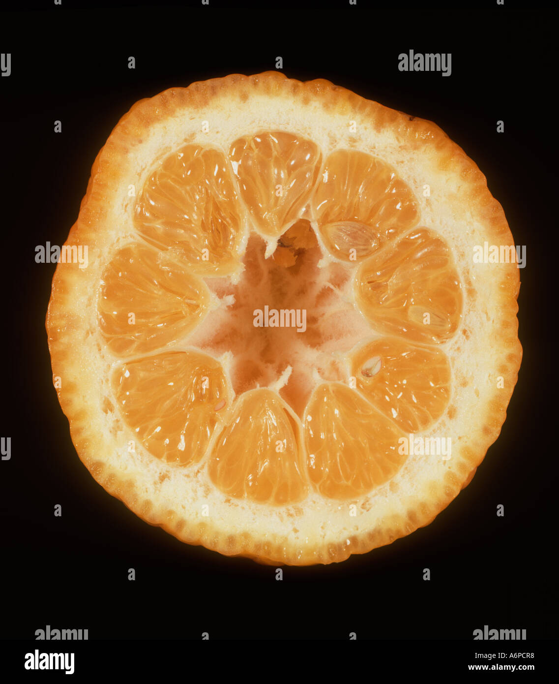 Section citrus rootstock fruit citrus hi-res stock photography and ...