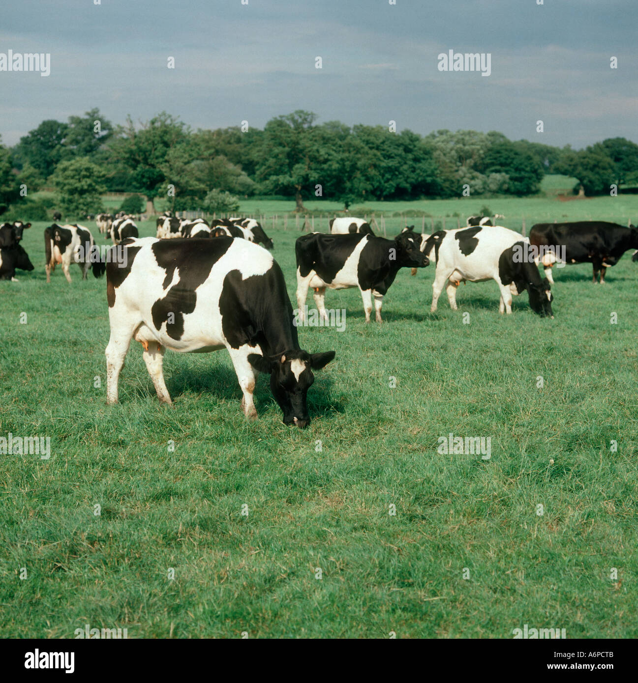 Holstein Friesian dairy cows on summer grass pasture Stock Photo - Alamy