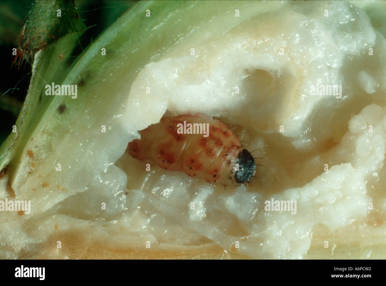 Watersii hi-res stock photography and images - Alamy