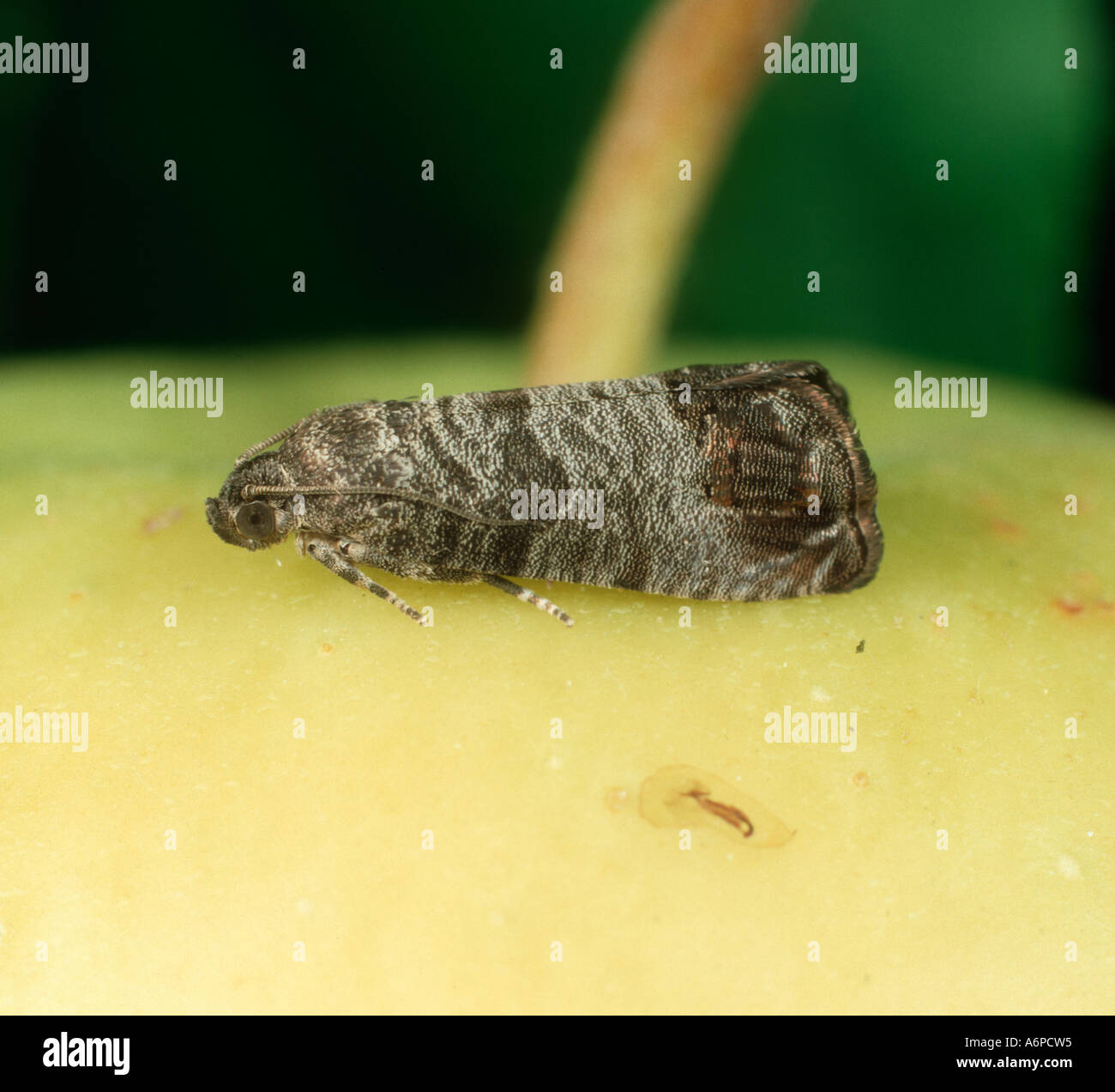 Adult codling moth hi-res stock photography and images - Alamy