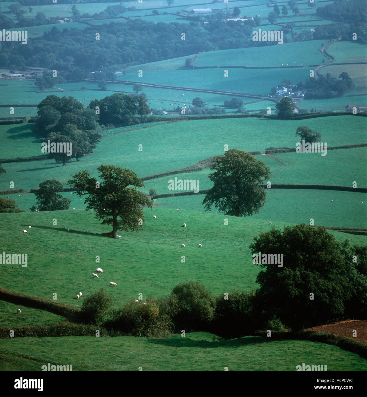 Devon valley farmland with sheep trees and neat hedgerows Stock Photo ...